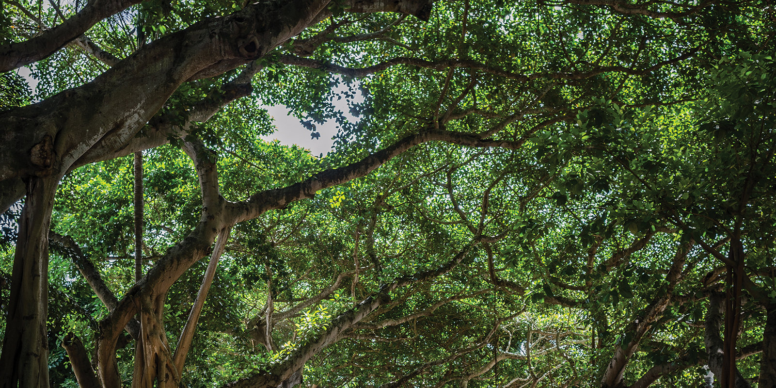 About | FIU Institute of Environment